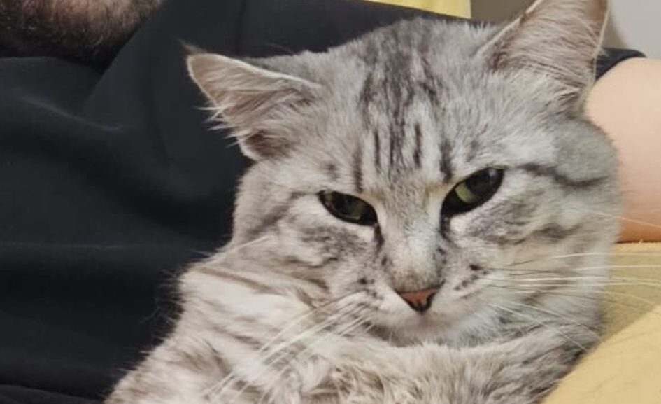 Quicci è tornato a casa dopo tre mesi - TermoliOnLine.it